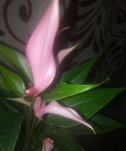 Антуриум липпи