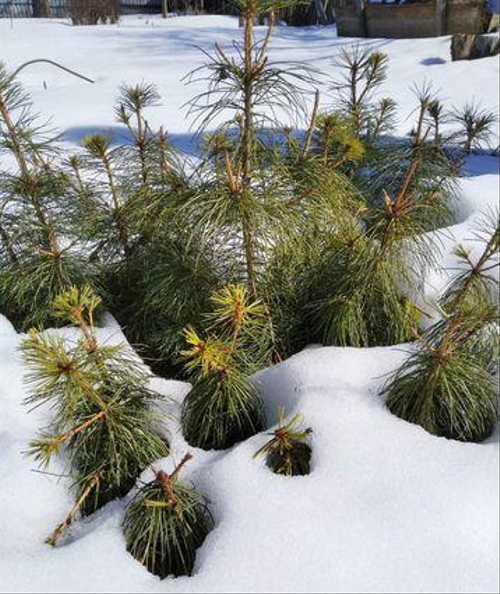 Сосна кедровая корейская/манчжурская