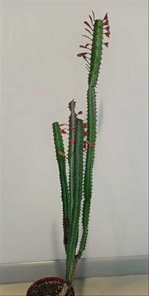 Молочай трёхгранный, кактус эуфорбия, высота 80 см