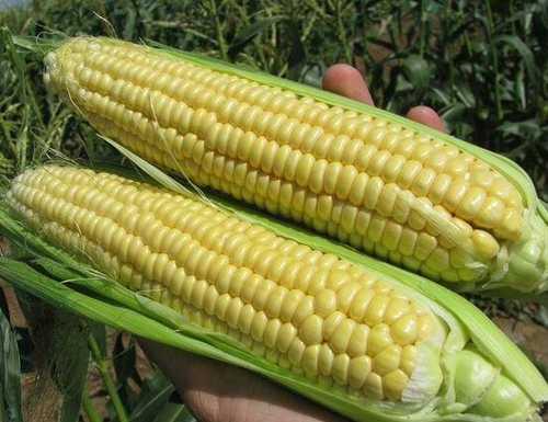 Семена кукурузы Свит Наггет