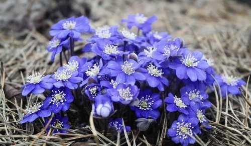 Печеночница, Лилейники, Растения