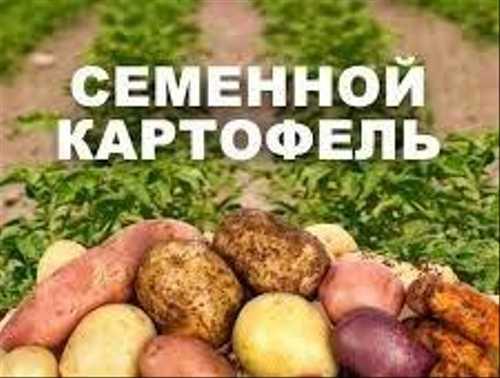 78 сортов семенного коллекционного картофеля