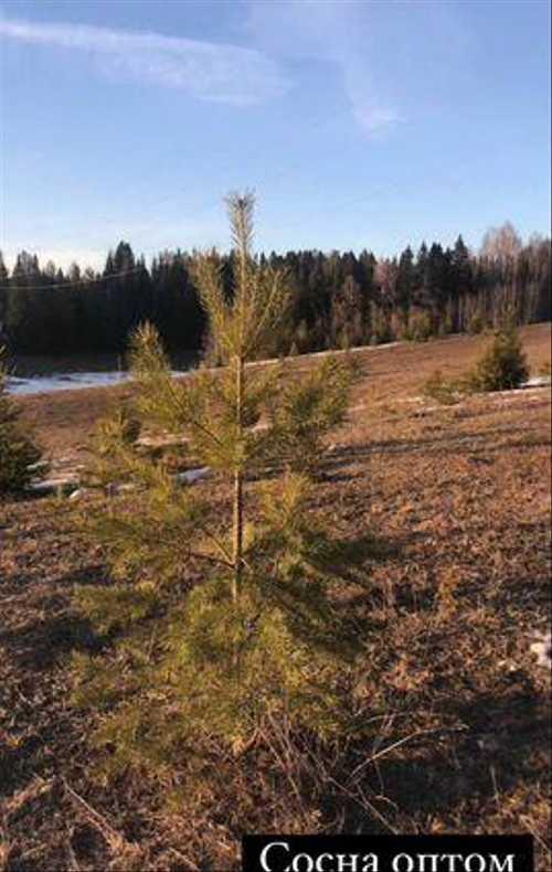 Саженцы сосны обыкновенной опт