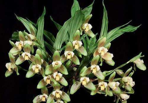 Орхидея Lycaste xytriophora