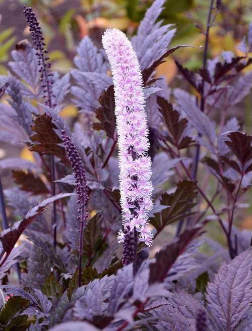 Клопогон ветвистый "Пинк Спайк"Cimicifuga ramosa '