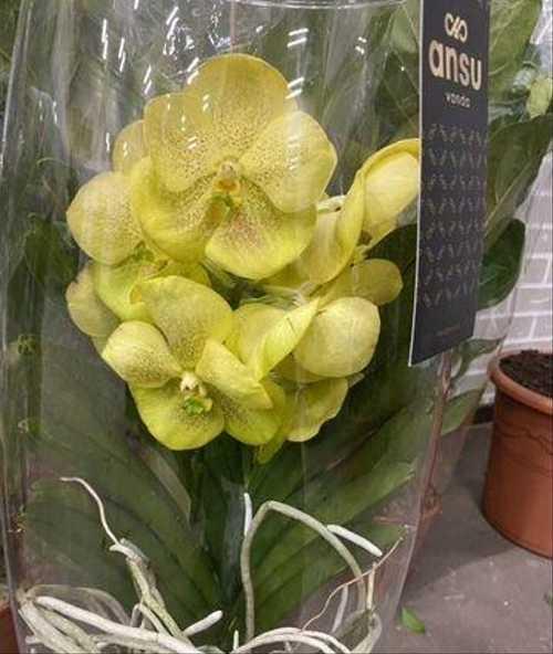 Орхидея Ванда в стекле
