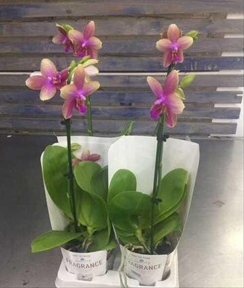 Орхидея Phalaenopsis Liodoro (Лиодора) ароматный
