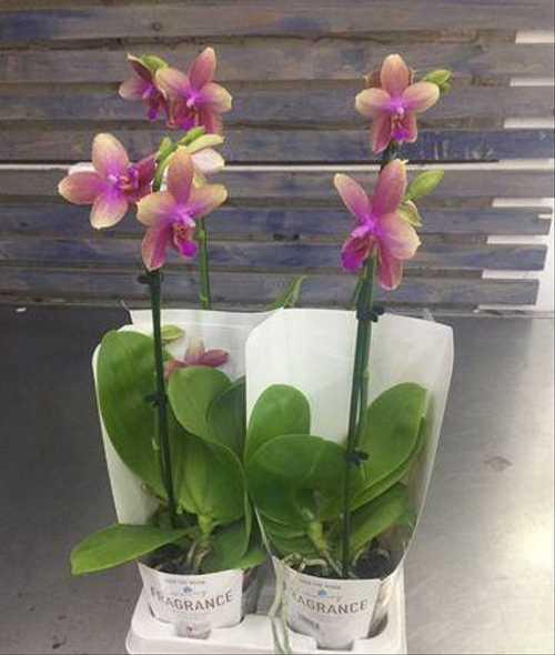 Орхидея Phalaenopsis Liodoro (Лиодора) ароматный