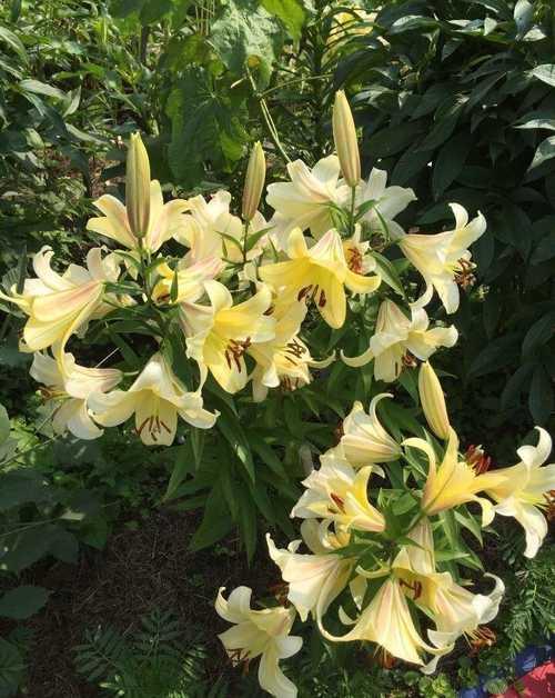 Лилия желтая