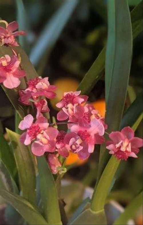 Орхидея Онцидиум Ароматный