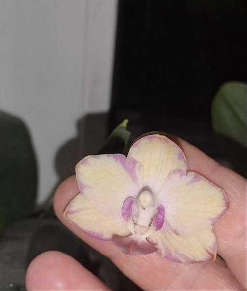 Орхидея фаленопсис Tying Shin Smart