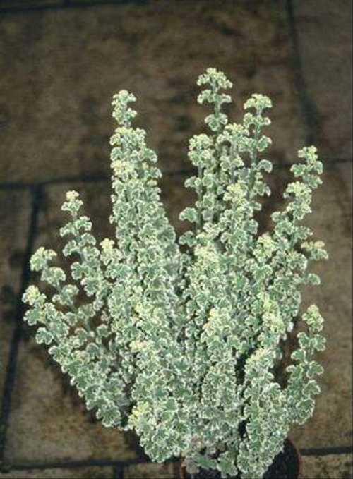 Crispum variegatum пеларгония фото