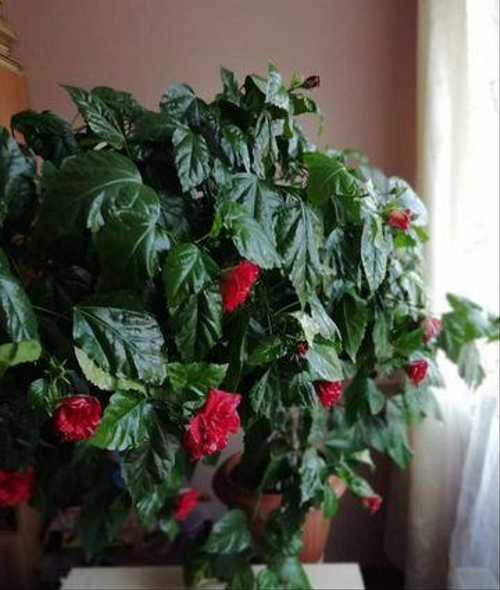 Гибискус Китайская роза укорененные отростки