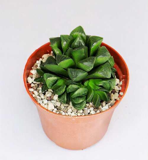 Хавортия Ретуза (Haworthia Retusa)