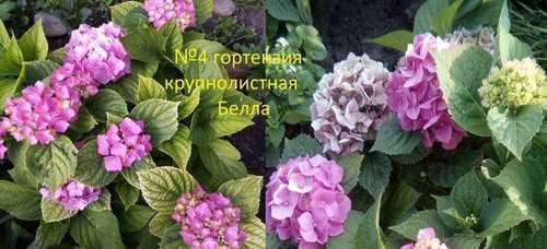 Гортензия крупнолистная