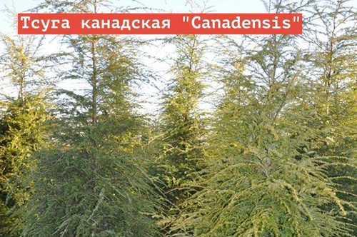 Тсуга канадская Сanadensis /Ком 100-120