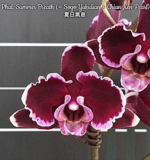 Орхидея Phal. Summer Breath