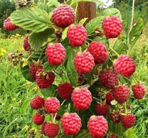 Малиновое дерево - саженцы малины сорт Глен Ампл