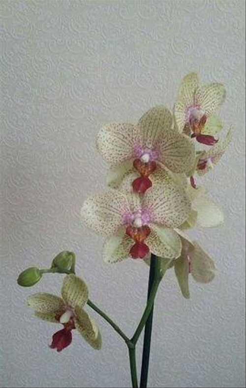 Орхидея фаленопсис Майя