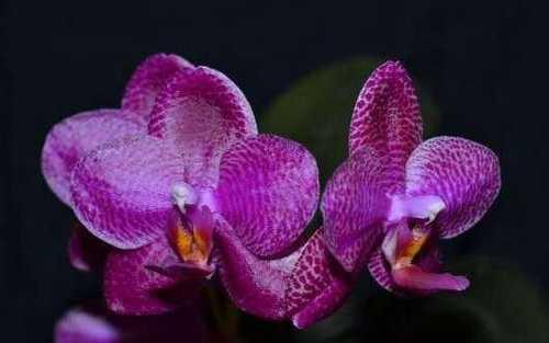 Орхидея фаленопсис Phalaenopsis Black Sentra арома