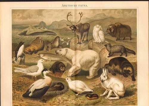Литография. Фауна Арктики. Тропики. XIX век