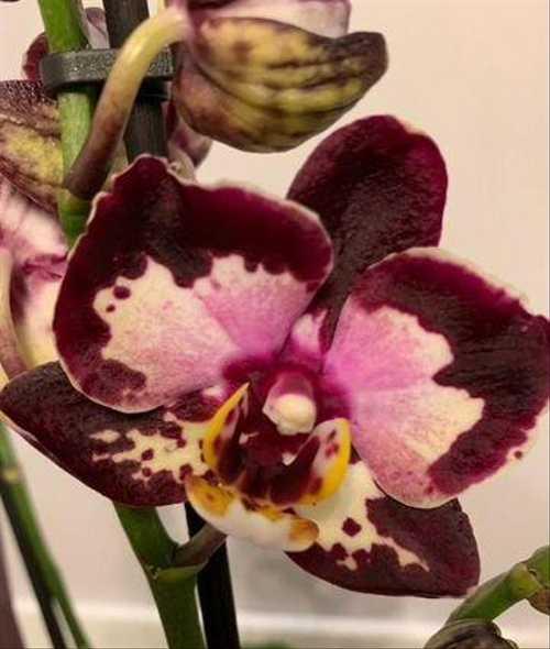 Орхидея фаленопсис тест 0404
