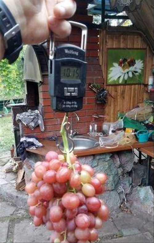Продажа черенков винограда