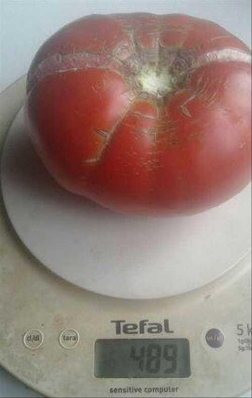 Сортовые проверенные семена томатов