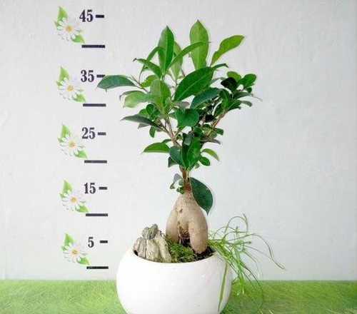 Фикус microcarpa ginseng