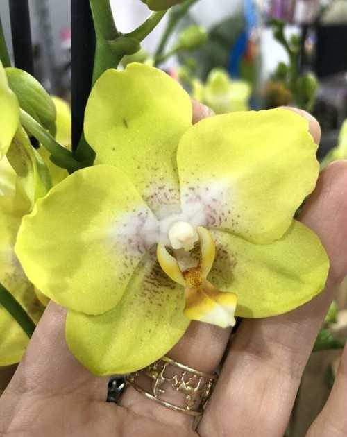 Орхидея мультифлора неоново желтая