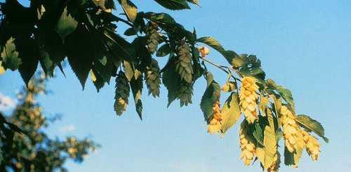 Семена хмелеграб, железное дерево, Ostrya carpinif