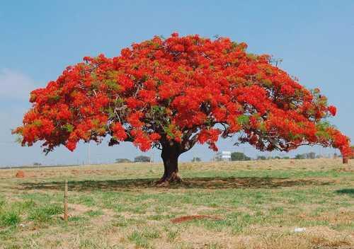 Семена Делоникс королевский
