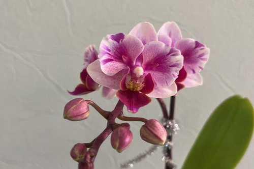 Орхидея фаленопсис Fuller's Miss