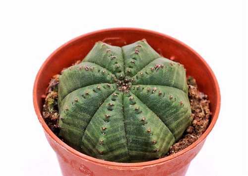 Эуфорбия (Euphorbia Obesa)