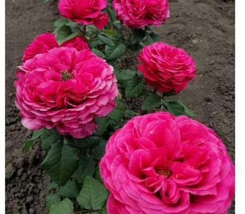 Японская роза Принцесса Киши, цветущий саженец