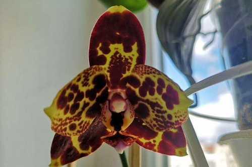 Орхидея фаленопсис GW Green World Yaphon