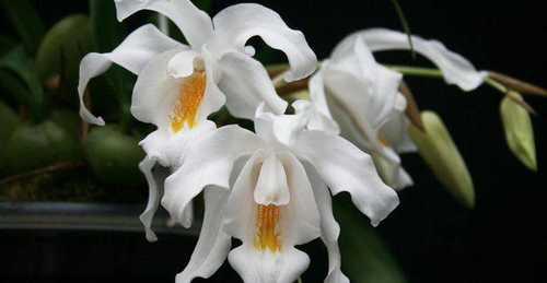 Орхидея Coelogyne cristata в наличии