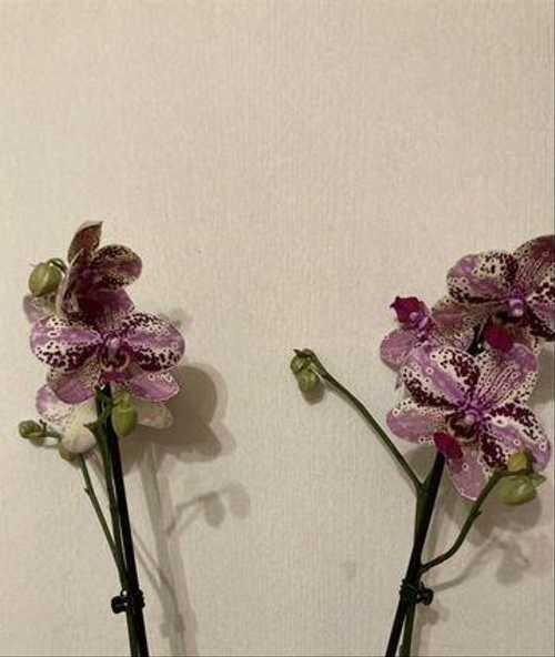 Орхидея Фронтера
