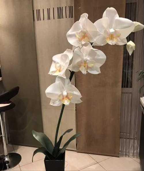 Светильник цветок-орхидея фаленопсис. Ночник