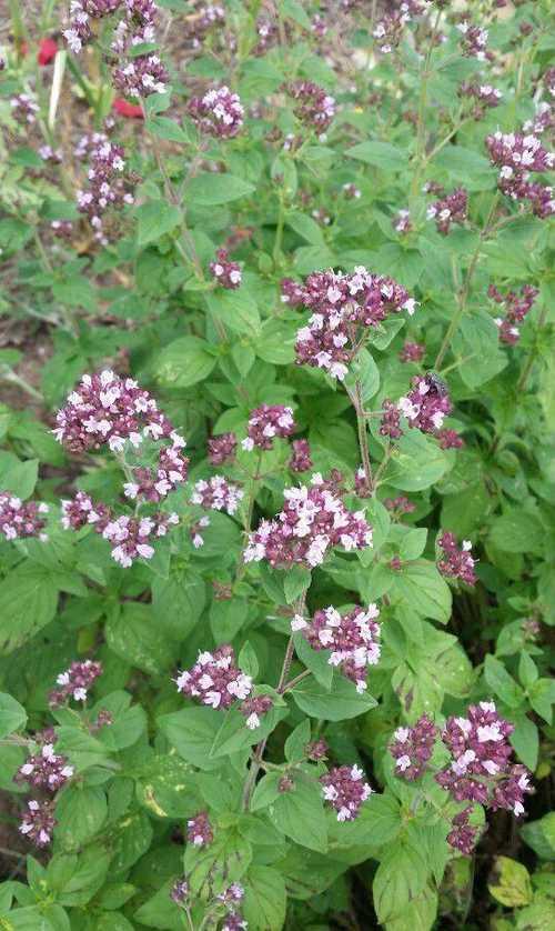 Душица, мята шоколад, книфофия и др. садовые
