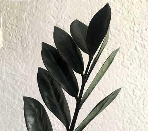 Замиакулькас Равен Zamioculcas zamiifolia