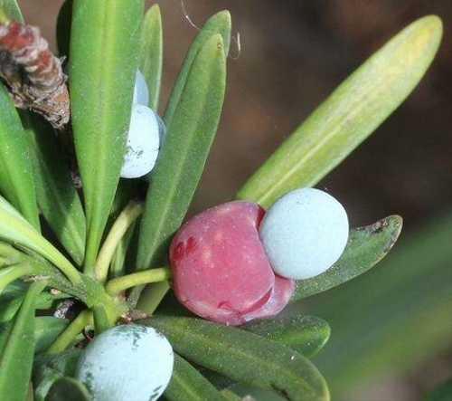 Семена ногоплодник, подокарпус, podocarpus