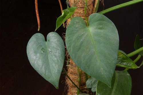 Монстера Monstera sp. Blue heart leaf