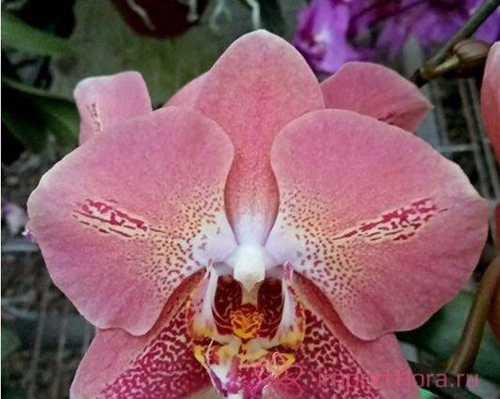 Орхидея Leco Fantastic