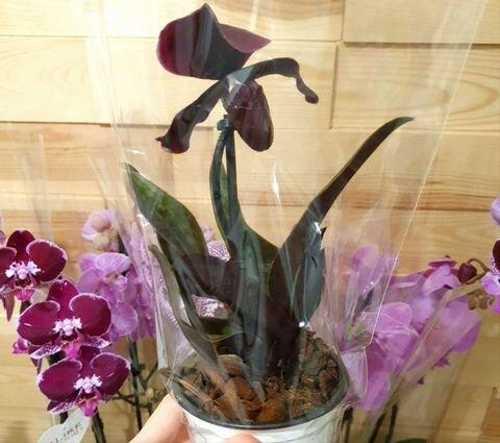 Чёрная орхидея Пафиопедилум Пафиопедилюм Башмачок