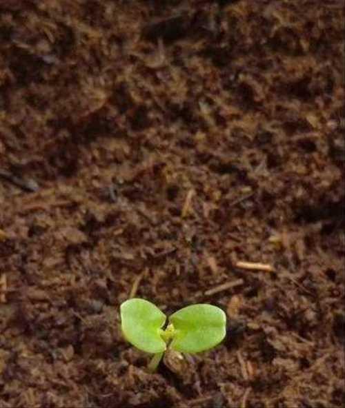 Семена комнатных растений - мимоза