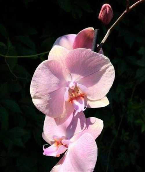 Орхидея фаленопсис Rome Рим