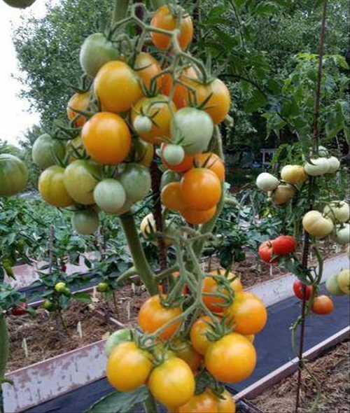 Семена томатов урожая-2021
