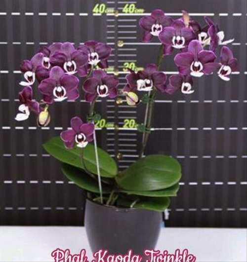 Орхидея Phal. Kaoda Мерцание 2.5 B17