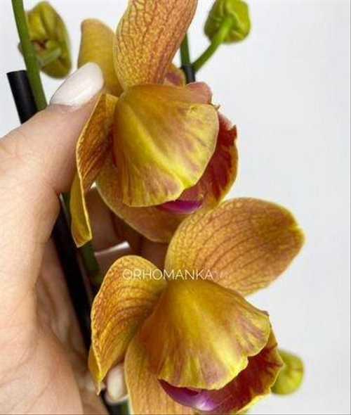 Орхидея фаленопсис Solid Gold пелор